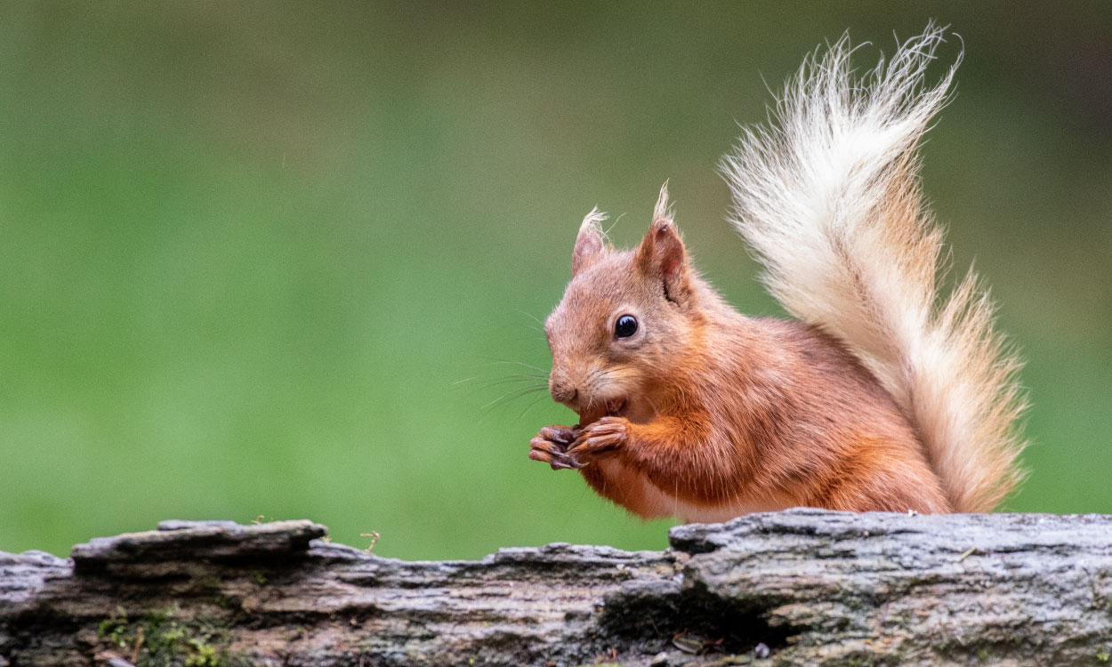 How To Encourage Red Squirrels Into Your Garden | The Homelife
